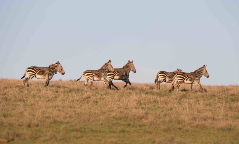A tale of two zebras: how to tell them apart - Samara Karoo Reserve