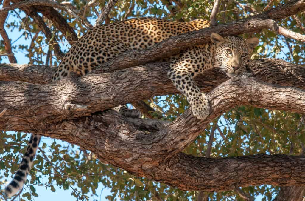 The first leopard - Samara Karoo Reserve