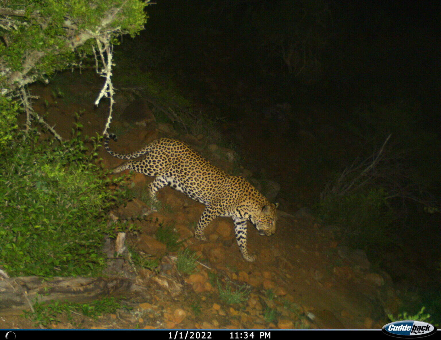 The Karoo | Samara Karoo Reserve