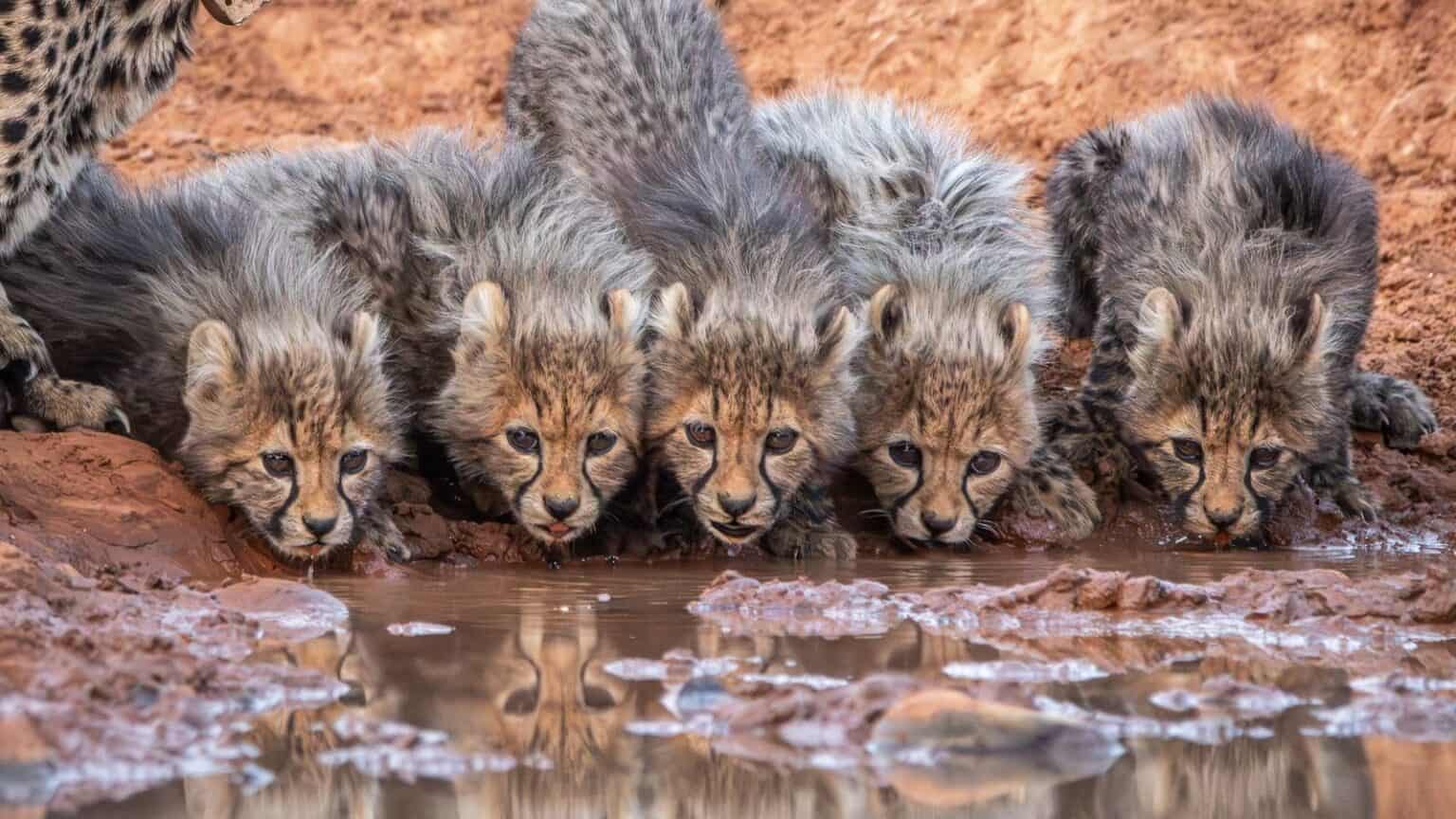 Need to know | Samara Karoo Reserve