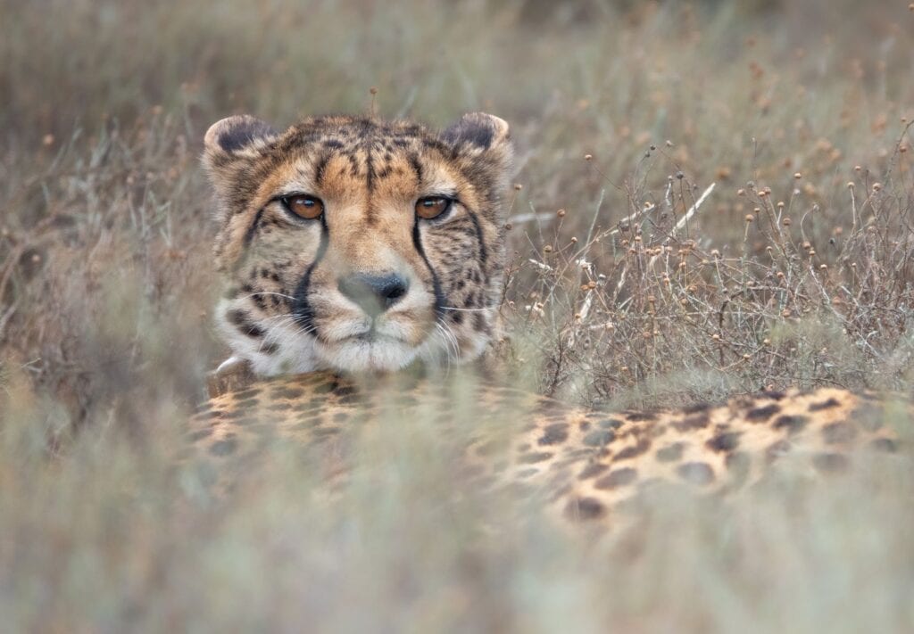 The Karoo | Samara Karoo Reserve