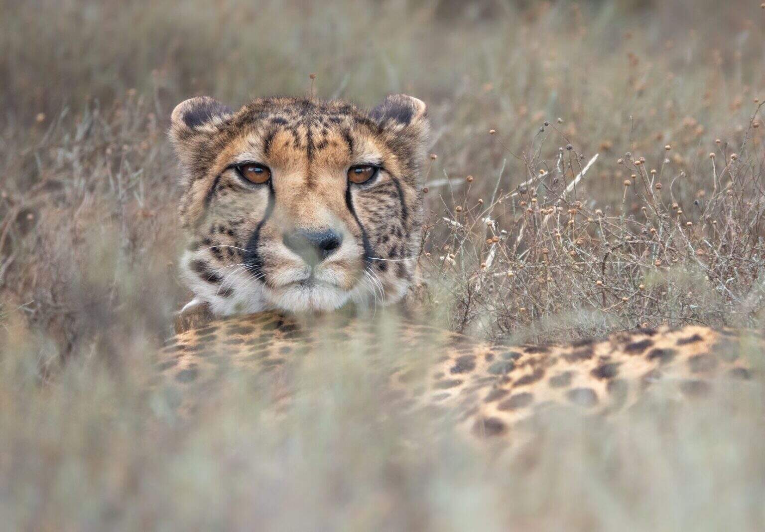 The Karoo | Samara Karoo Reserve