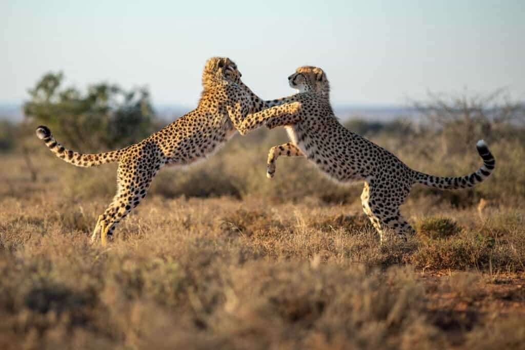 Cheetah Tracking | Experiences | Samara Karoo Reserve